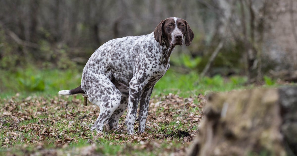 De burger moet z’n hond aanlijnen en de overheid lijnt de burger aan