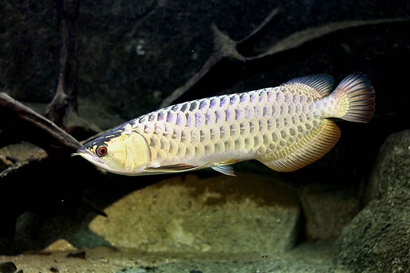 Can the sad tale of the Asian arowana have a happy ending?