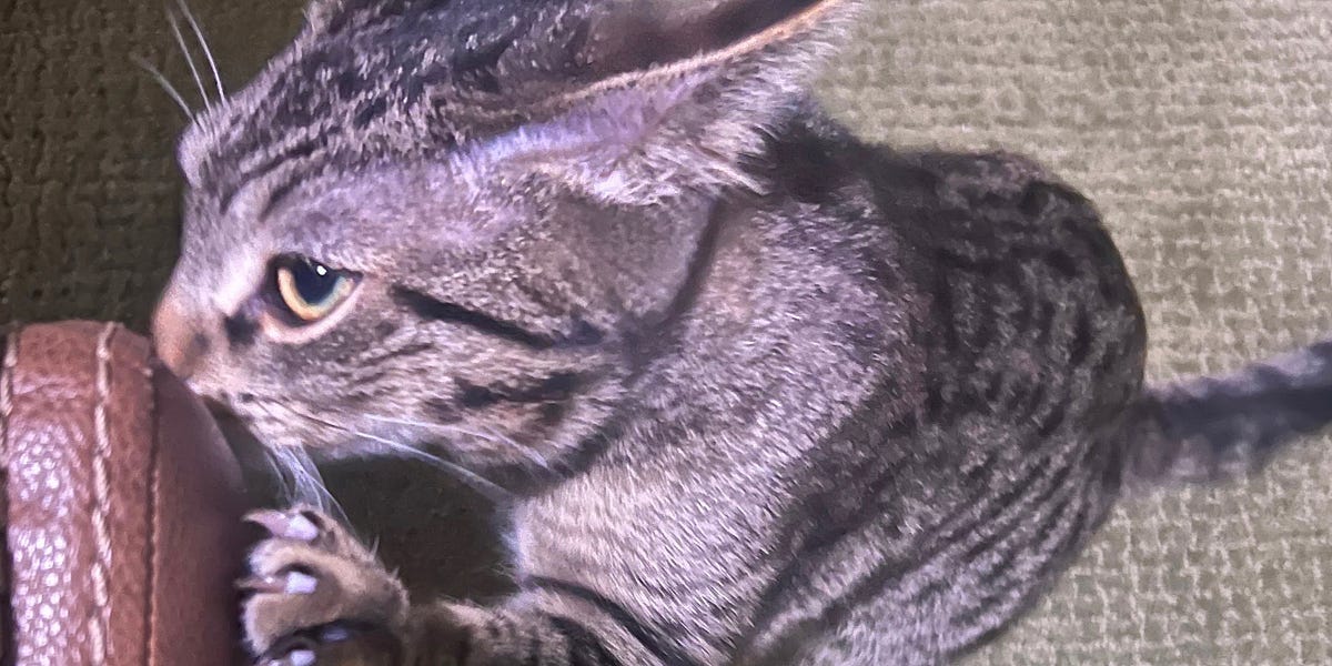Comments - Bob, The Invincible Demon Cat - by Steve Skojec