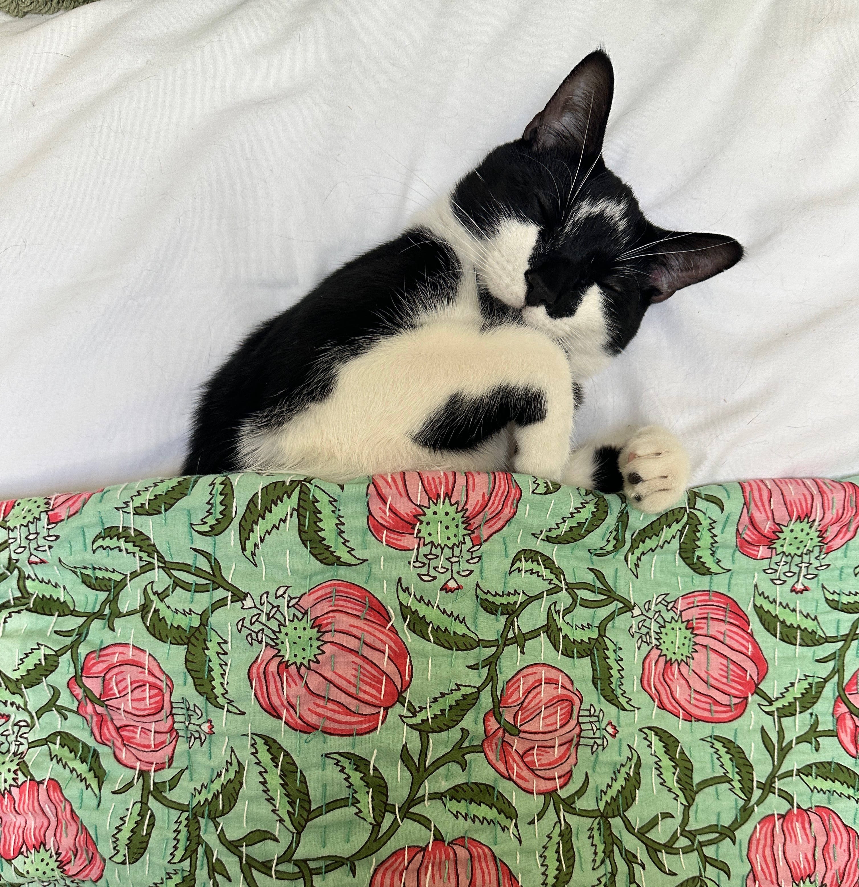 The Cutest Cat on the Internet (This Week)