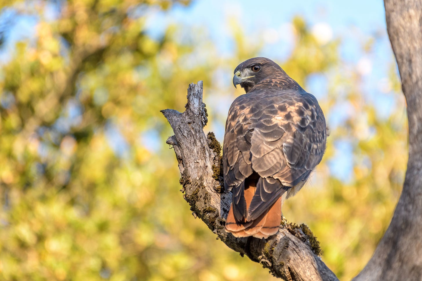 Red-tailed Hawks Explained - by Jordan Rowley