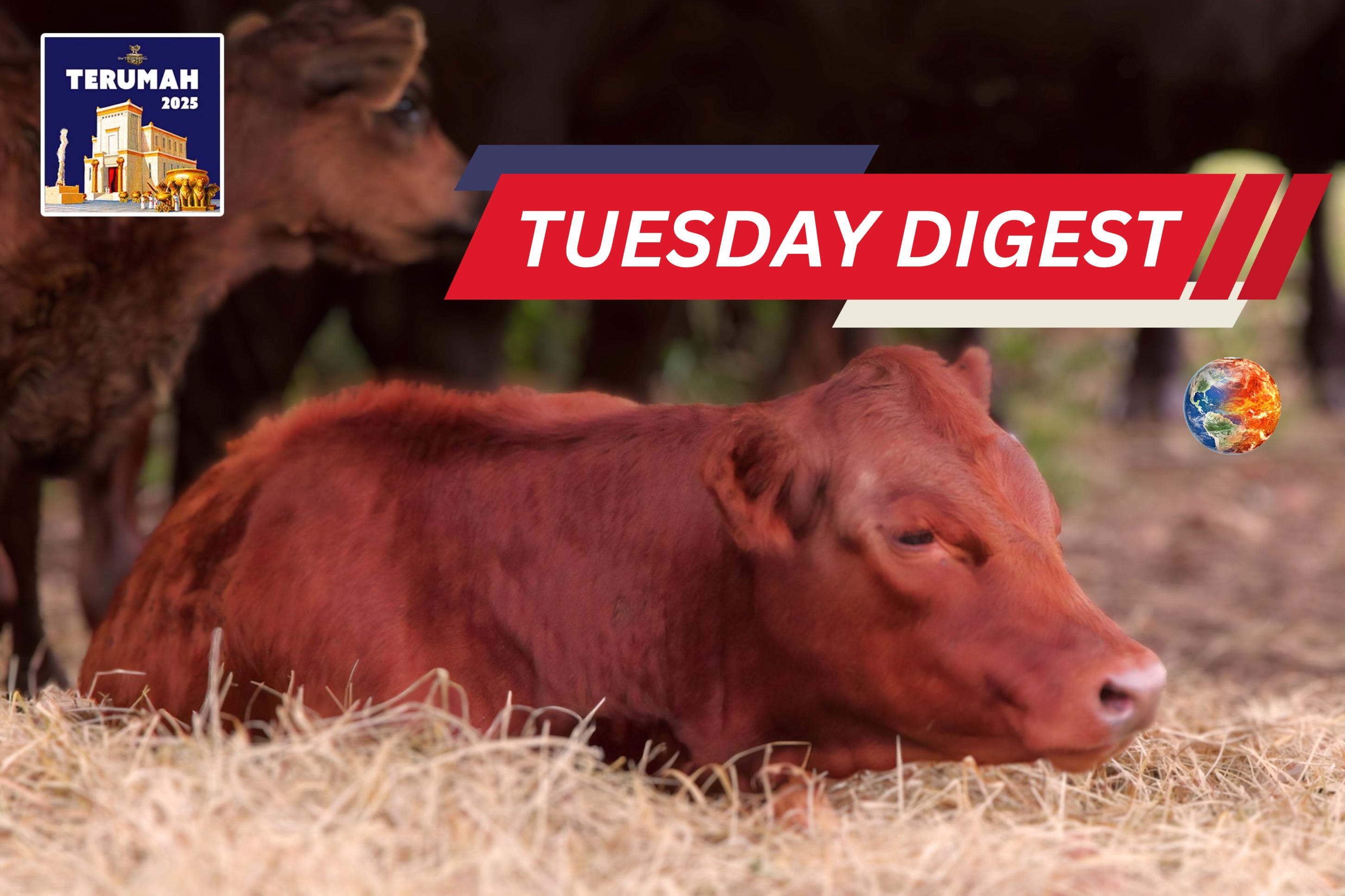 Red Heifers Disqualified + Other Headlines - by Jimmy Evans