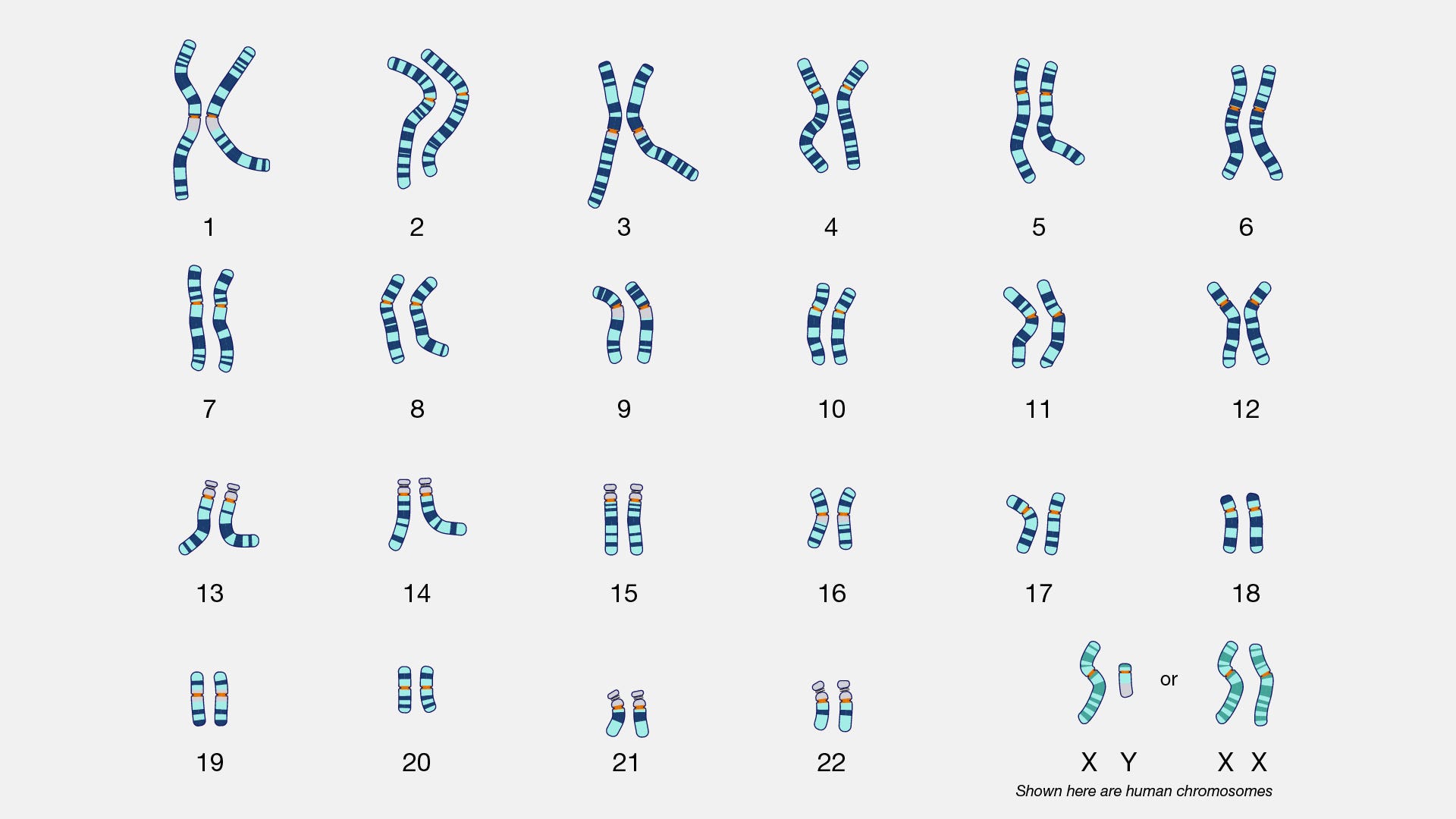 Chromosome 24: A Short Primer - by Andrew Hessel