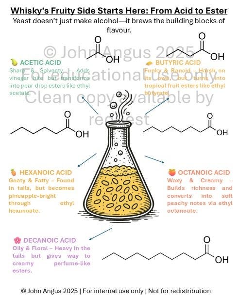 🧪 Ester Deep Dive - by John Angus