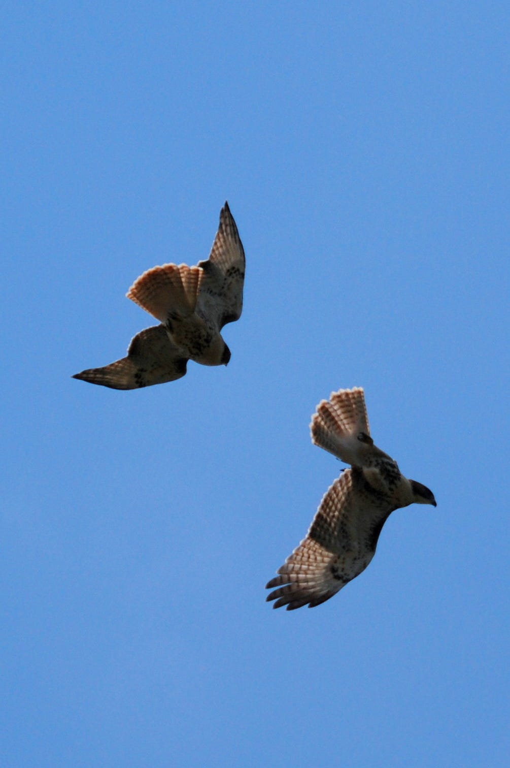 Red-tailed Hawks Explained - by Jordan Rowley