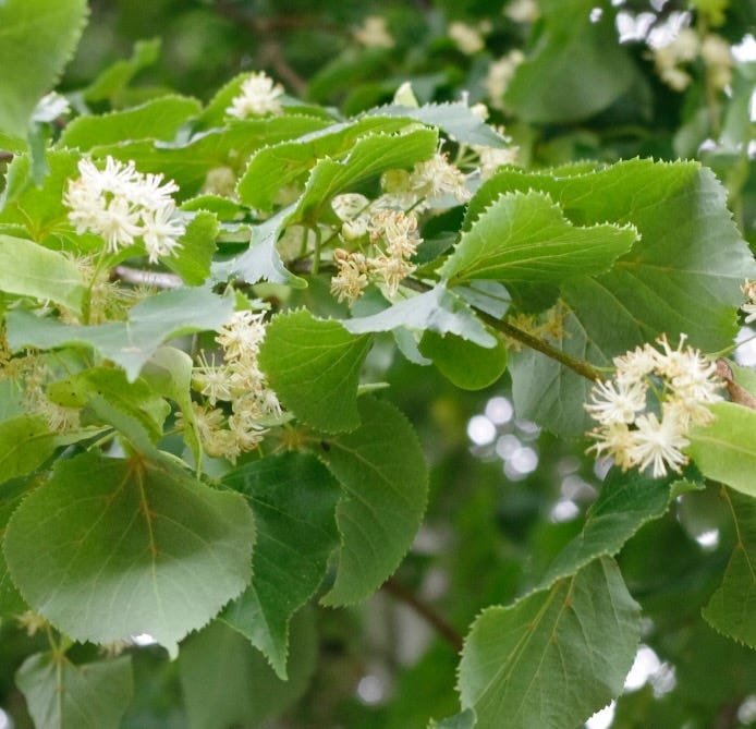 common lime tree flowers