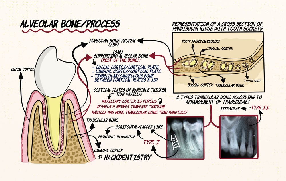 Structure of Alveolar bone (Note & Video)