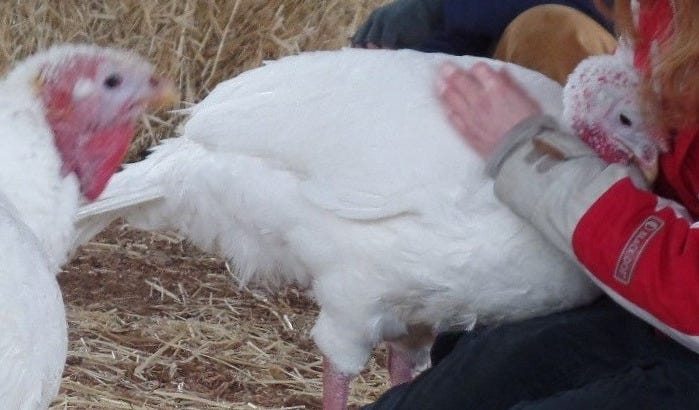 Creating New Traditions without the Thanksgiving Turkey