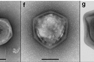 Scientific Discovery | Saloni Dattani | Substack