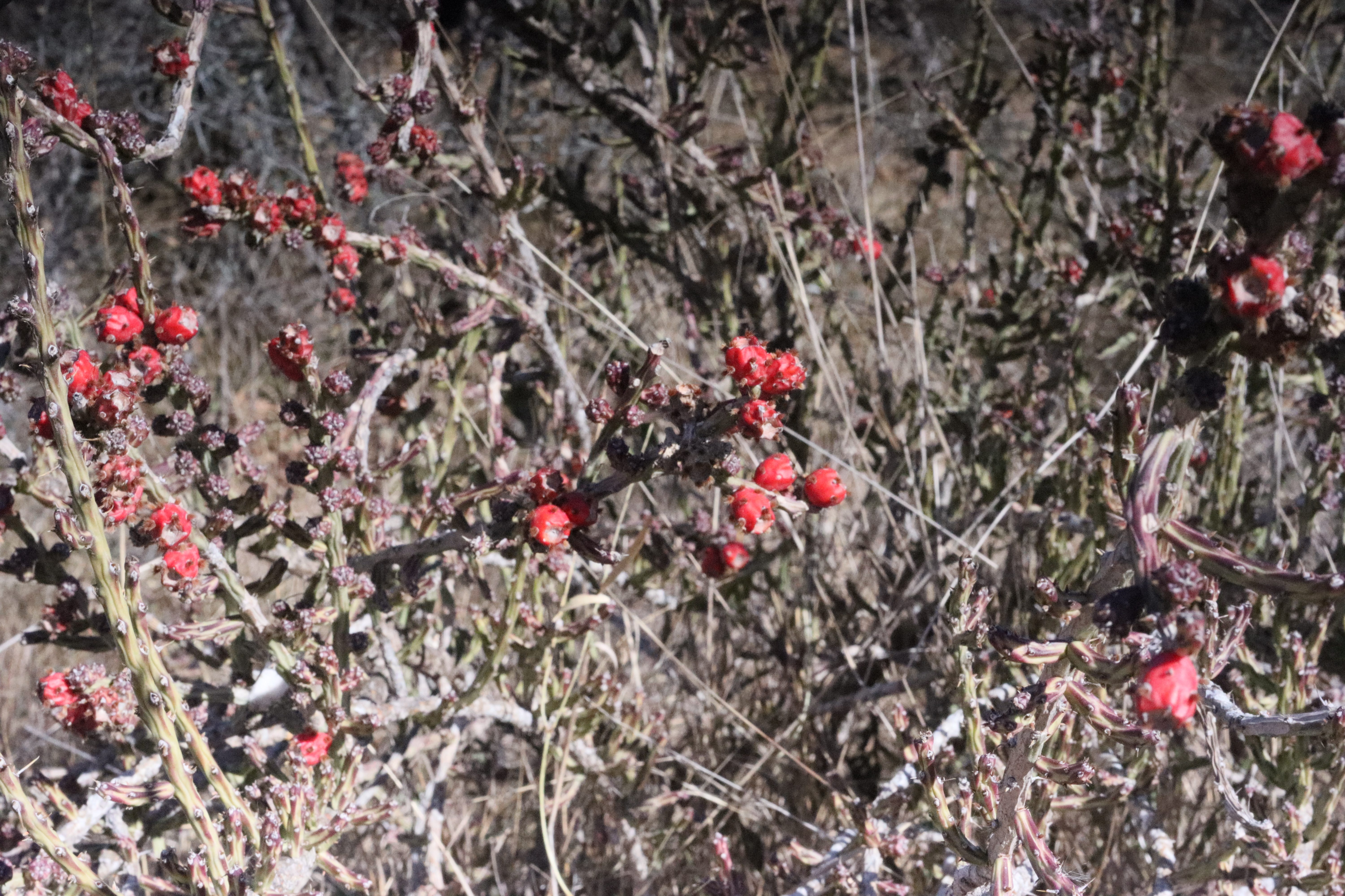 The Color Of Winter - by Cedar Sanderson