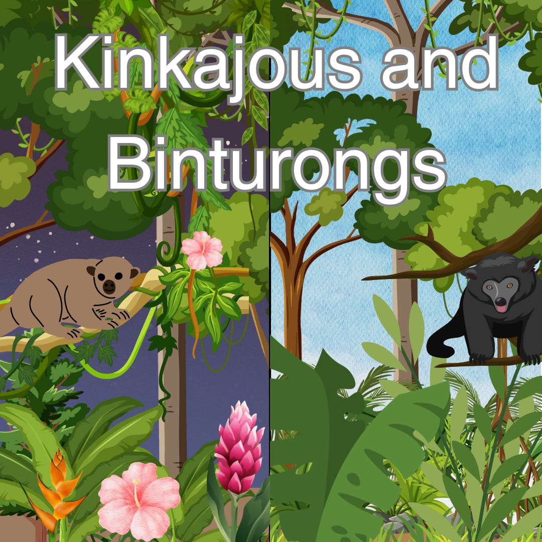 Kinkajous and Binturongs - by Hannah Rose