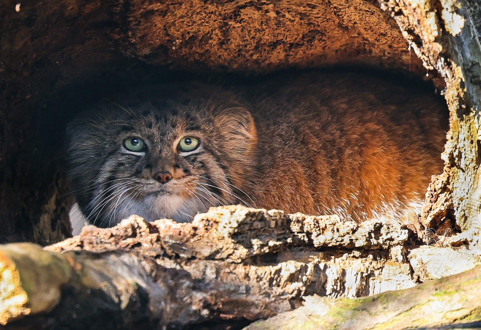 Exciting changes ahead at Tierpark Dessau - Pazi's Pallas