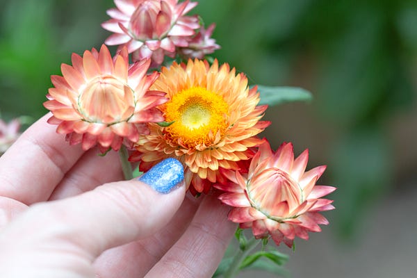 Toad and Sage | Amy Prentice | Substack