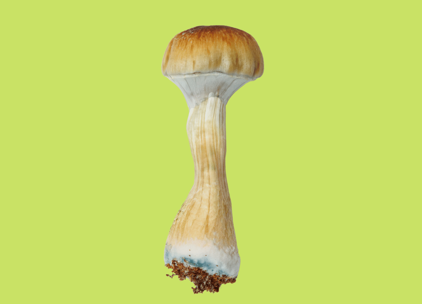 Why Do Magic Mushrooms Turn Blue? The Science Behind the Staining