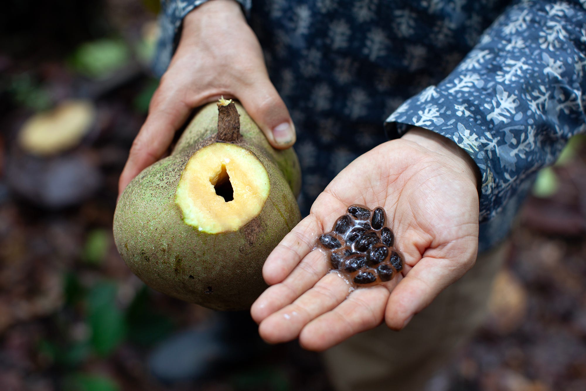 The Rare Fruits of La Chorrera - by Nicholas Gill