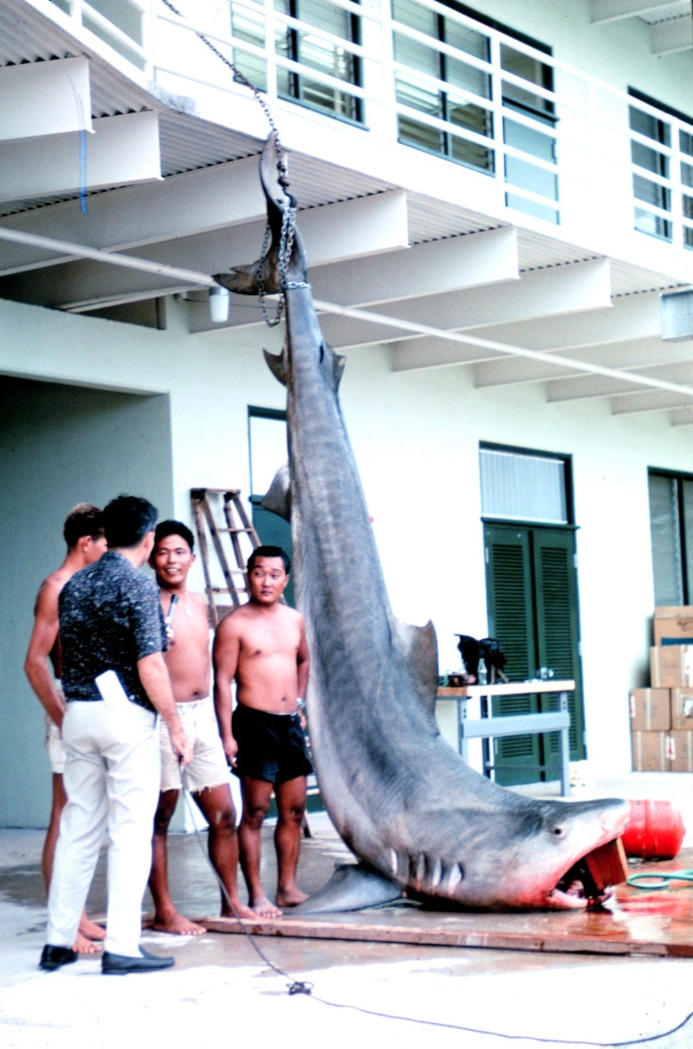 Is Hawaii’s October Spike in Shark Bites Driven by Postpartum Females?