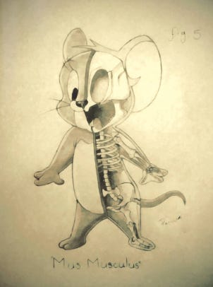 Mapping a Mouse's Brain to Better Understand Hippocampus Function