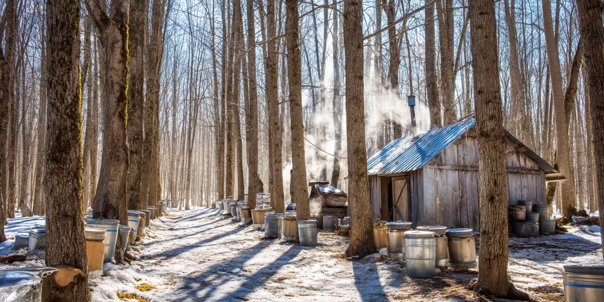 Maple Syrup: Canada’s Sweetest Legend and Tradition