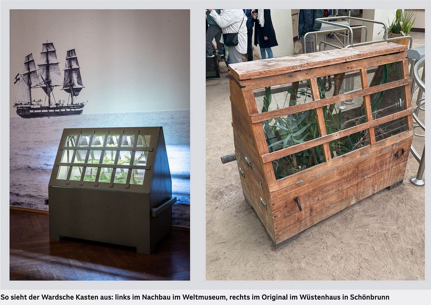 Indoor Plants are Racist - by epimetheus - Die Fackel 2.0