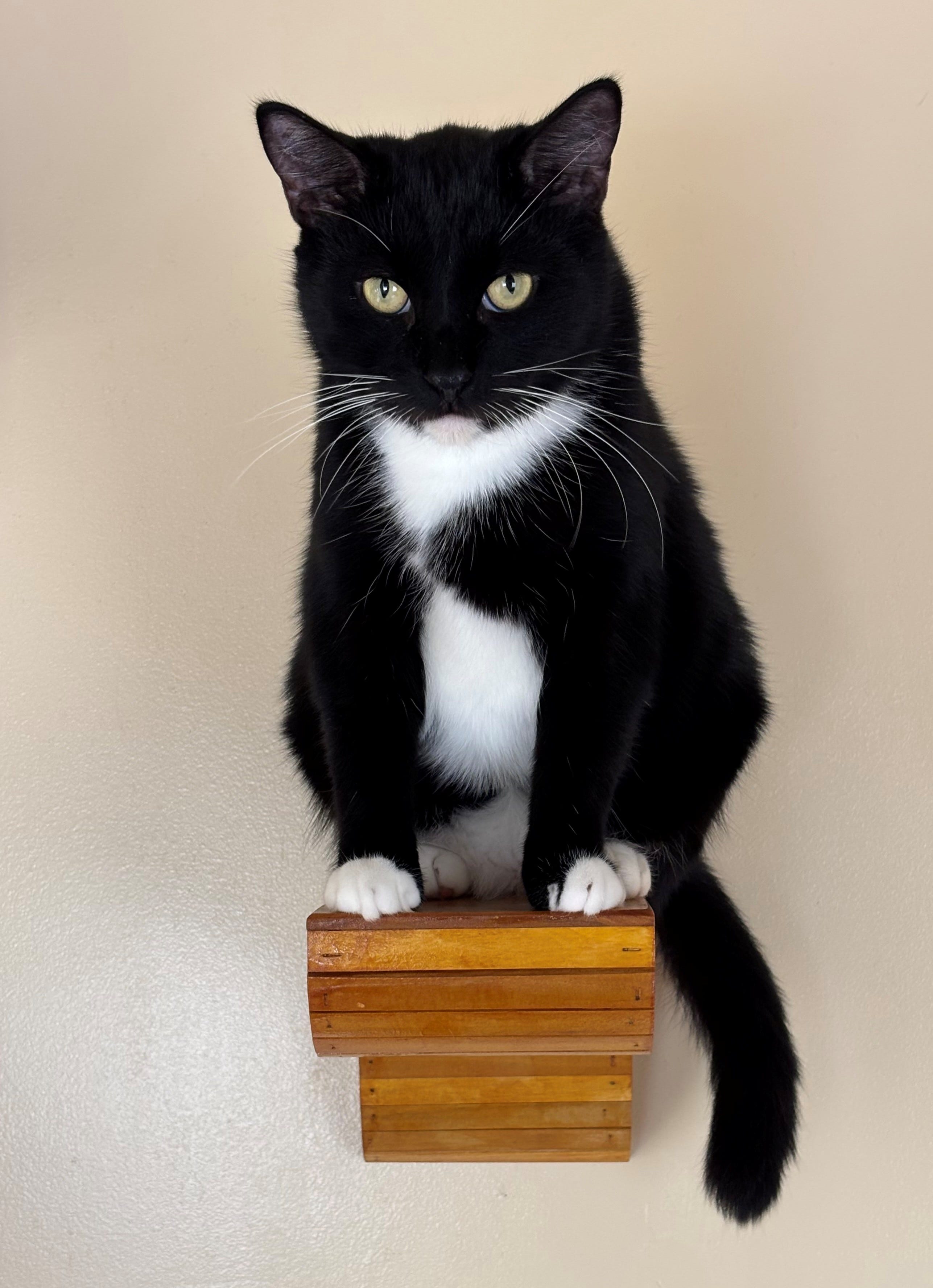 This is Oscar - by Daniel Hadley