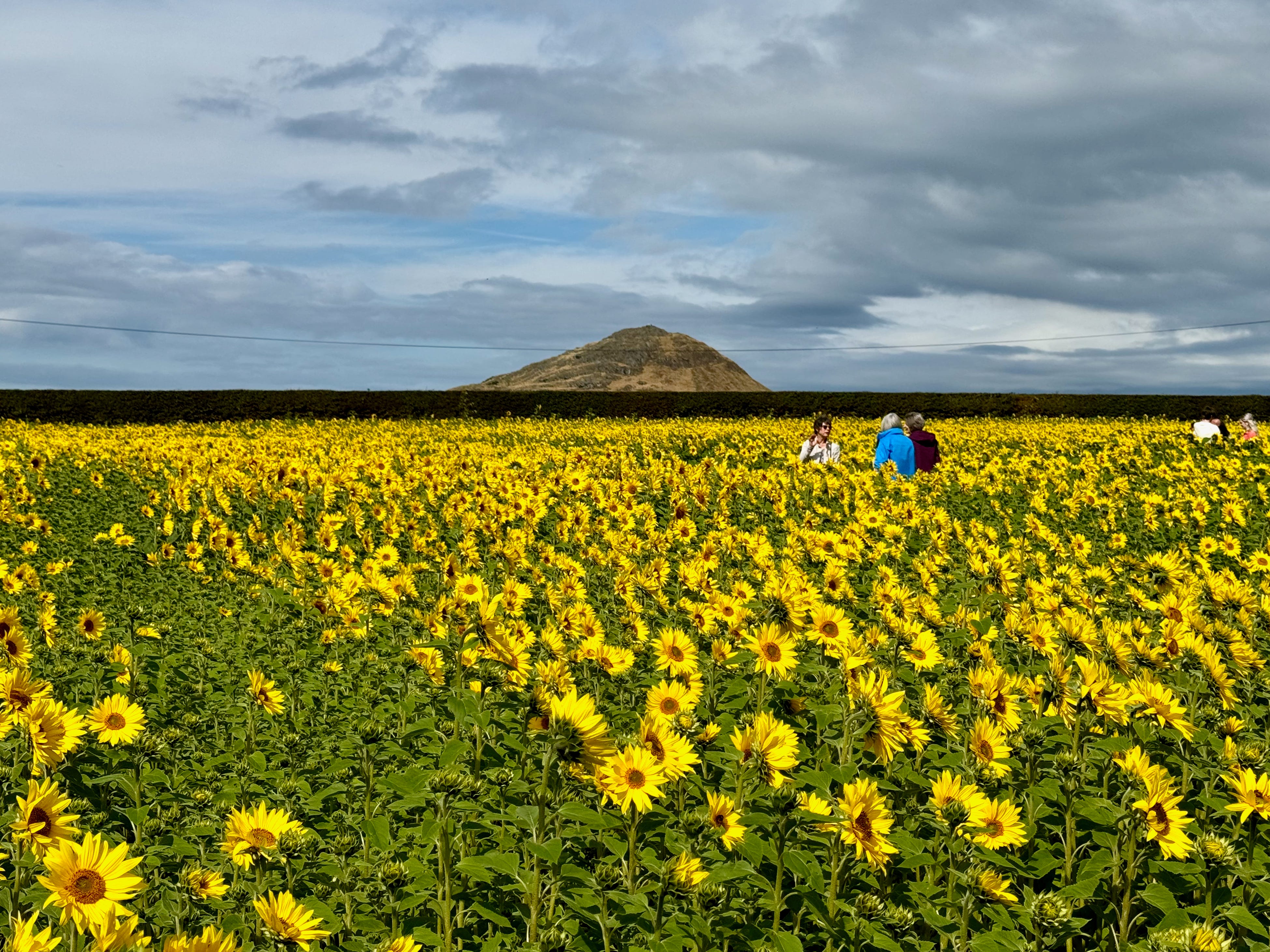 Sassy Sunflower Trail at Balgone Estate - by JulieBettyB