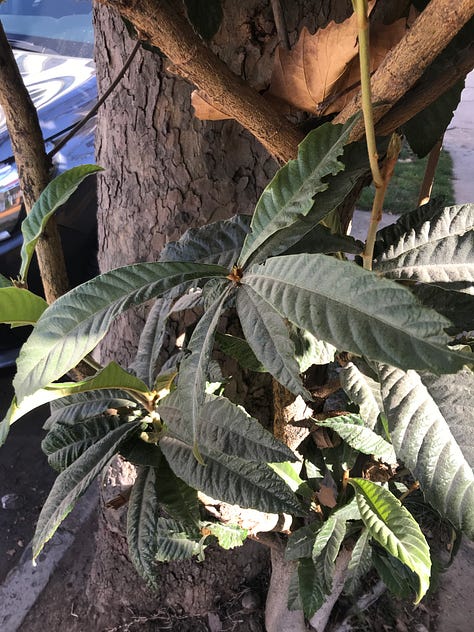 loquat leaf curl