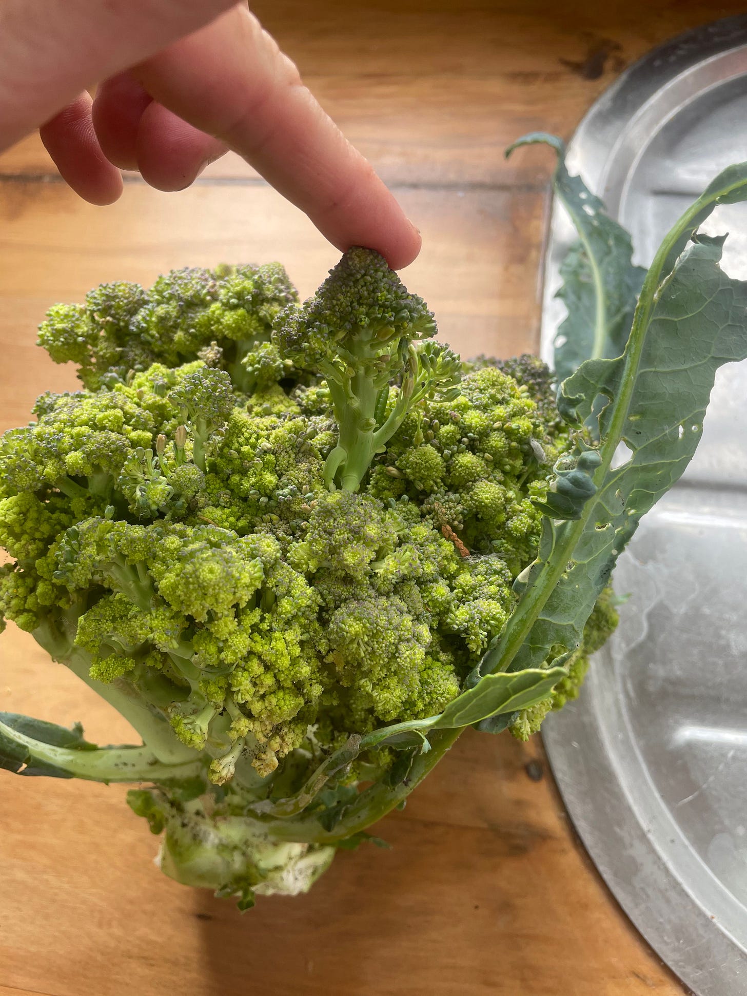 The heat and the rain - by Zoe Barry - Very Good Gardening