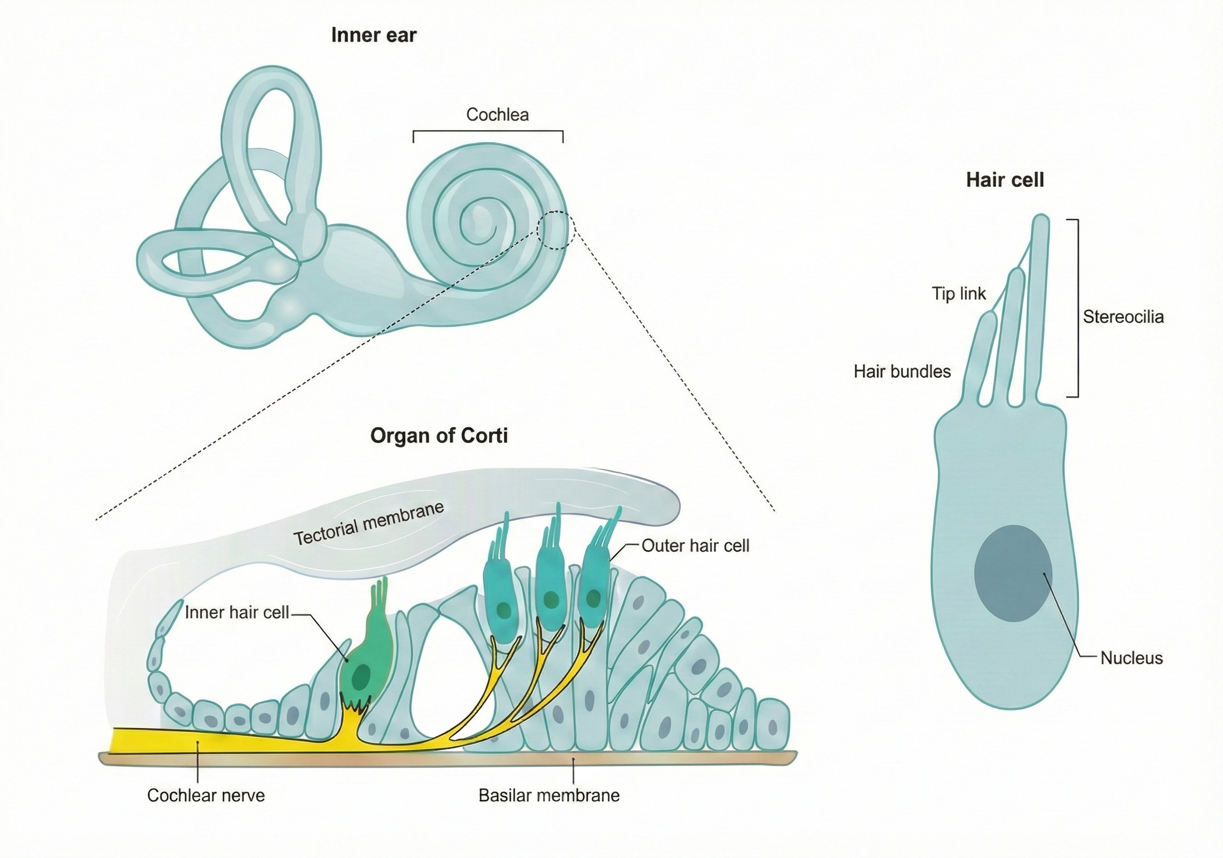 Salts, Ions, Hair cells, Fluids and Sacs - by Neil Canham