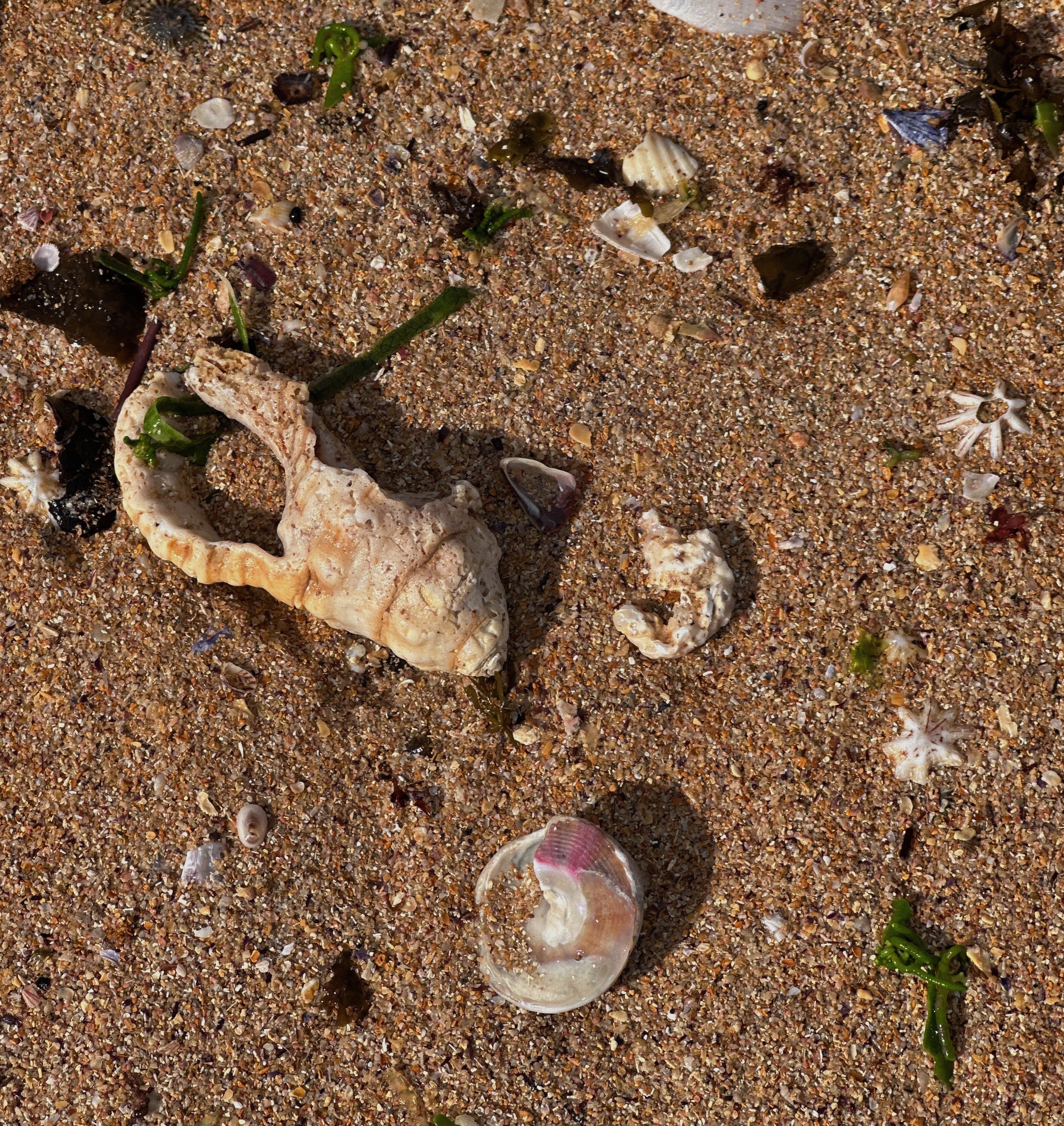 I Looked Like a Dork on My December Summer Break