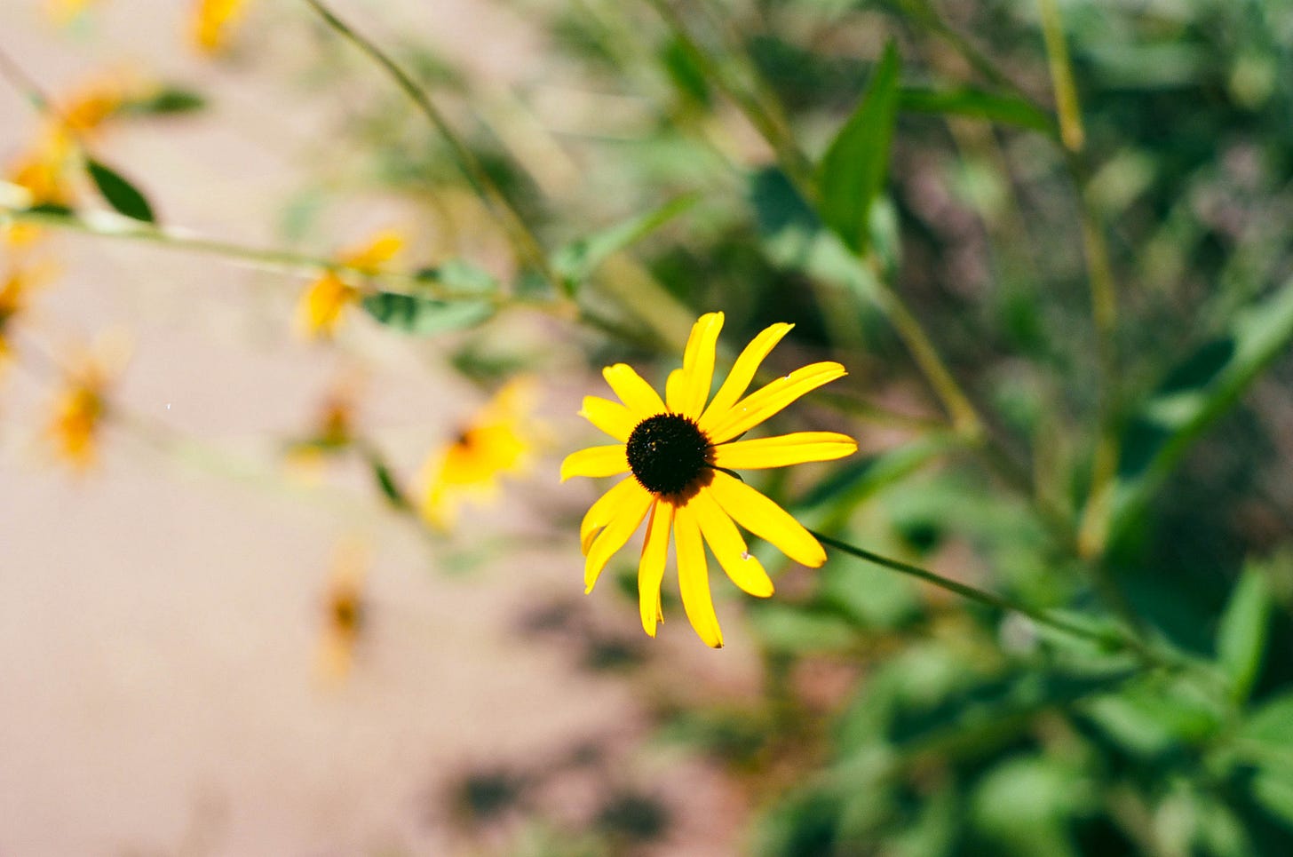 Pentax Super Program (Super-A) - Weier Photography Blog