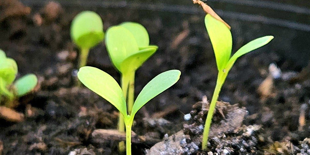 Seedlings - by Esther Jane - The Cultivated Amateur