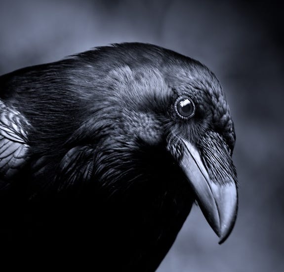 Inquisitive Bird | Substack