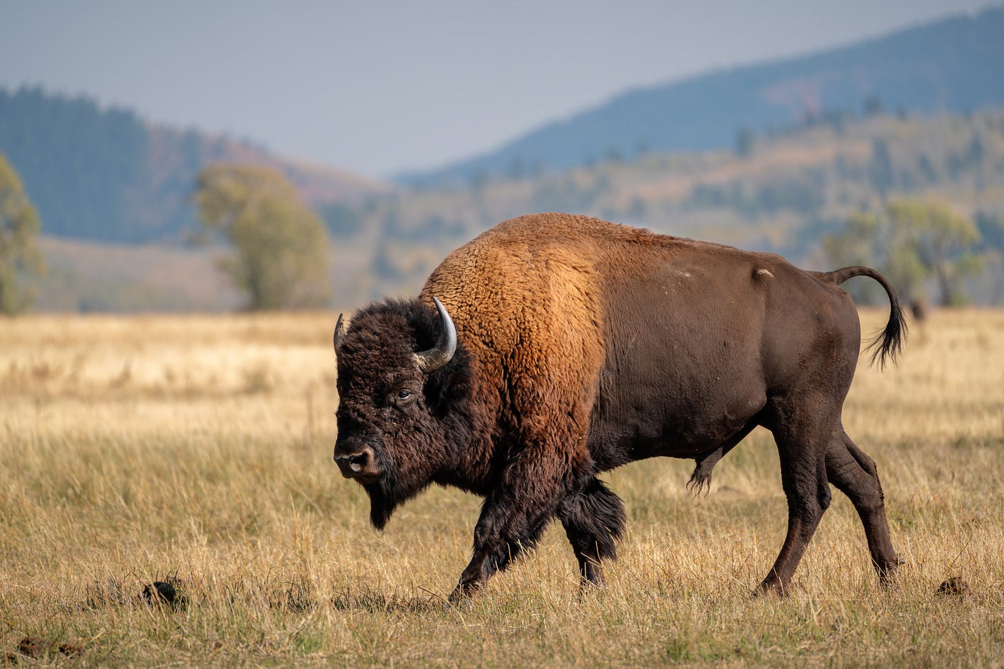 The Great Bison Decline: How Westward Expansion Devastated America’s ...