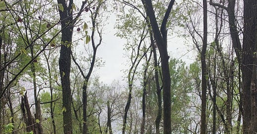 Echoes of the Exam Room | James C Jackson | Substack