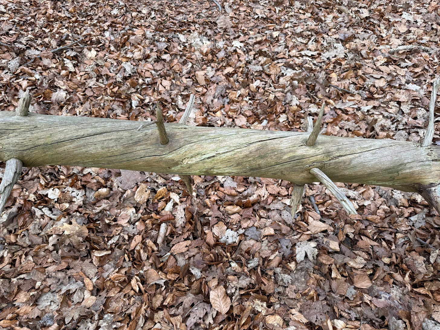 tree branches twisted together