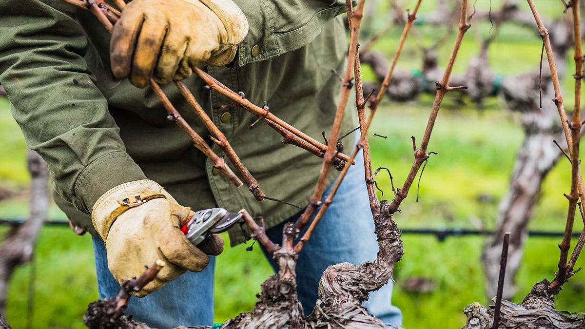 grape leaf anemone pruning