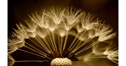 Shell’s Substack | Substack