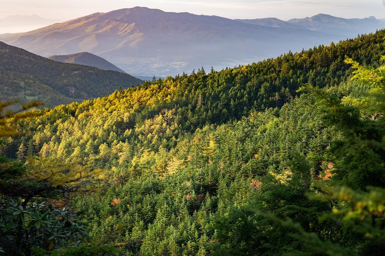 The Living Architecture of Forests - by Ron Dodson