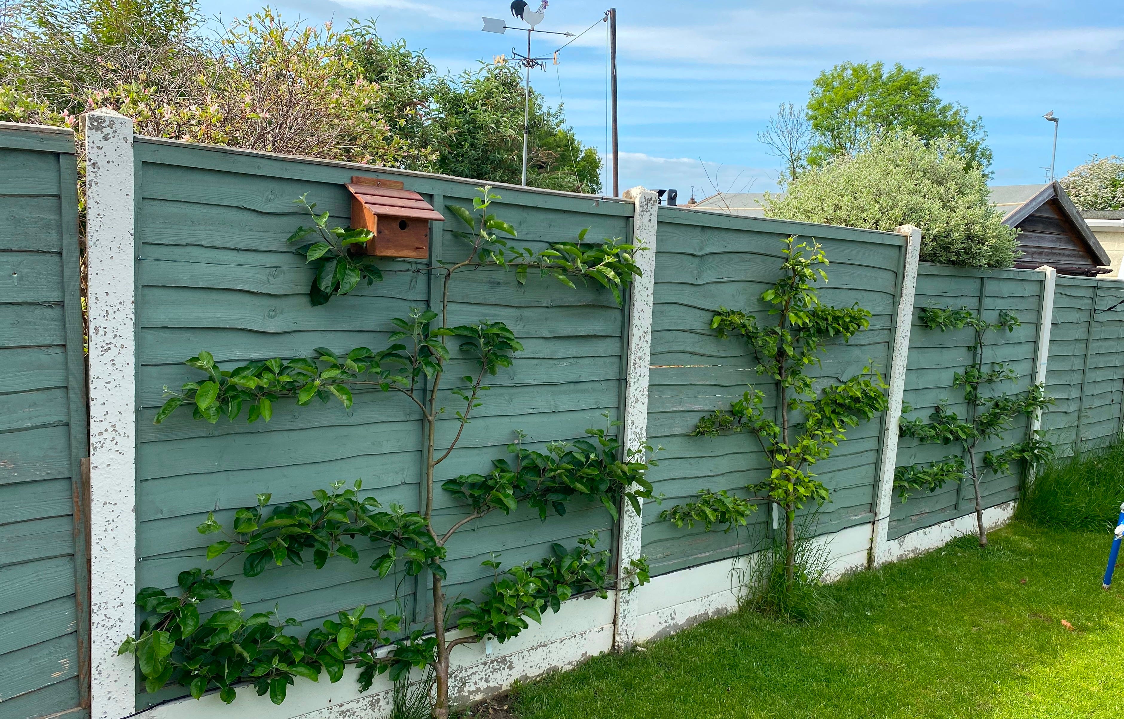 Espalier Fruit Trees - by Stuart Bourne