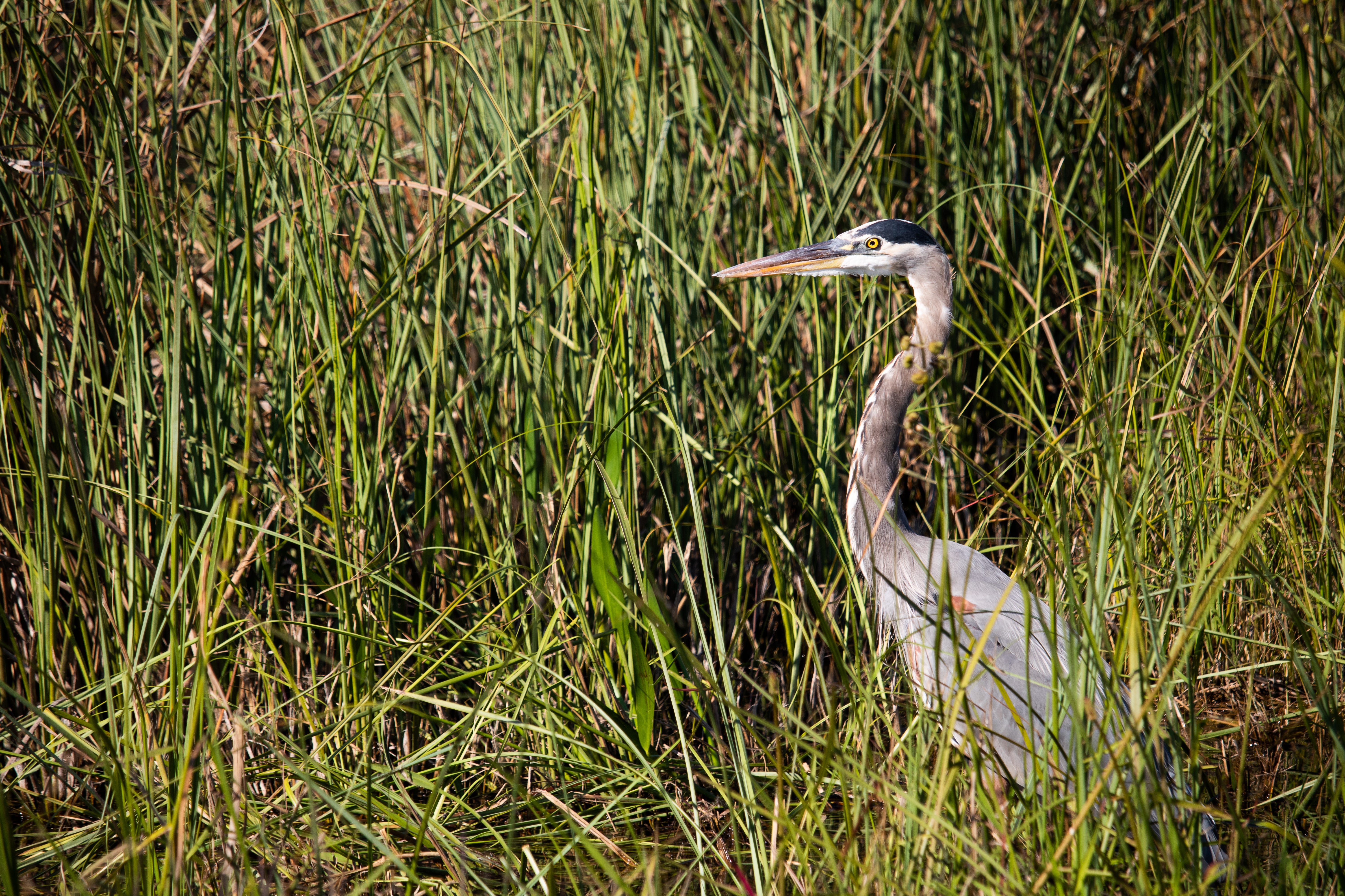 World Wetlands Day and the Gutting of the Clean Water Act