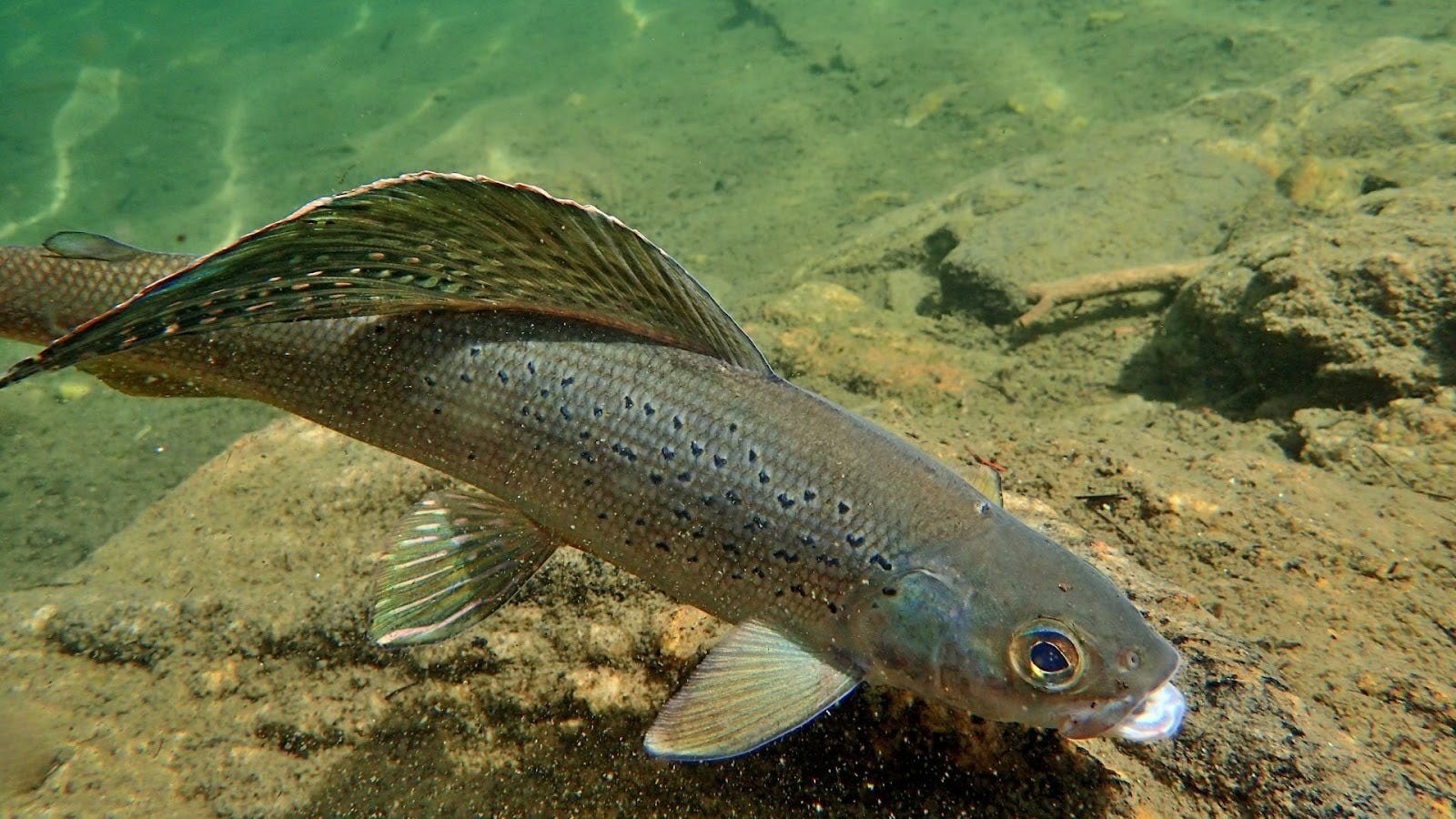 New Report Finds Montana Arctic Grayling Face Increasing Risk, Despite ...