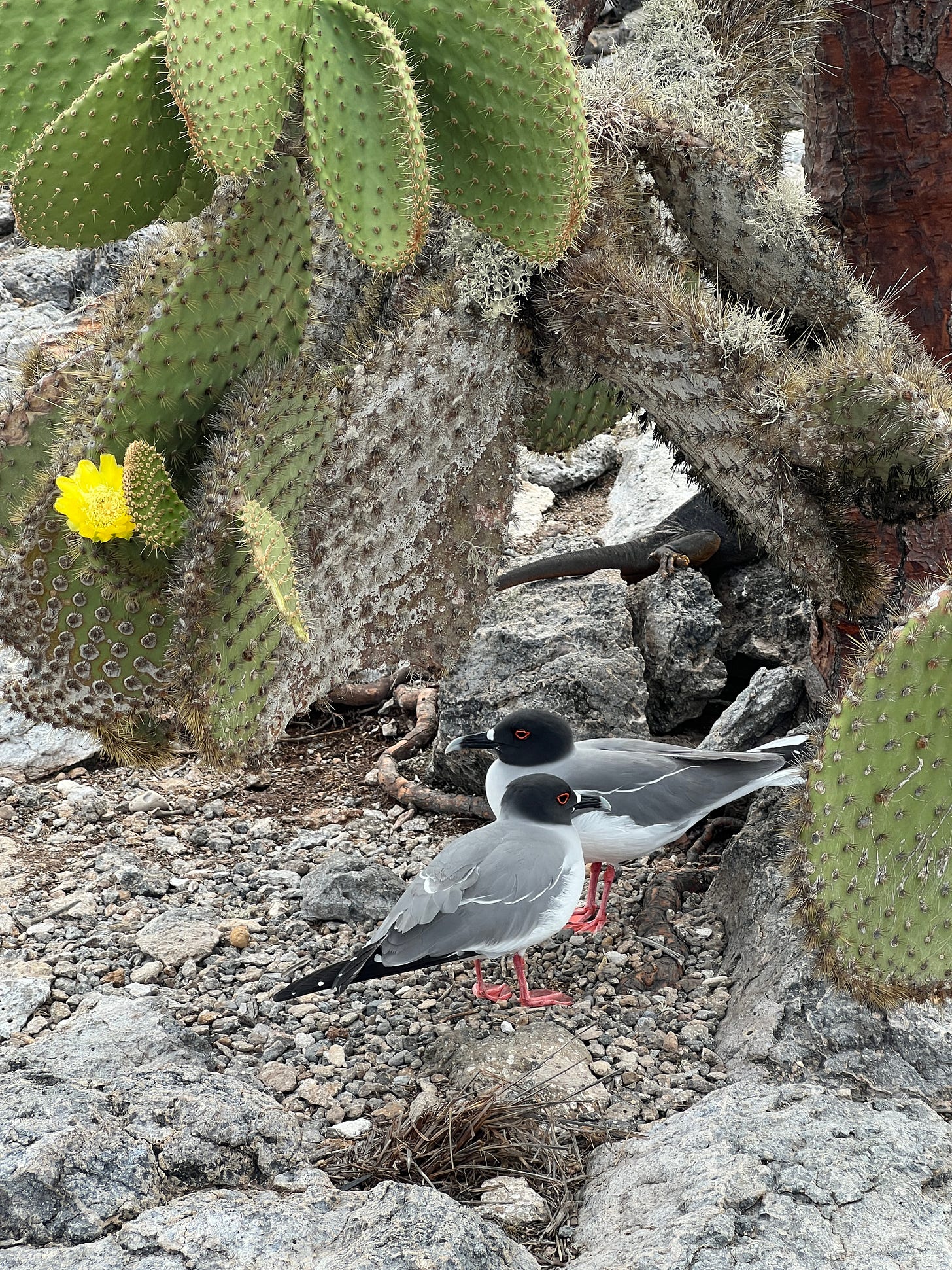 Galápagos Islands: Evolution, Biodiversity and a Living Laboratory of ...