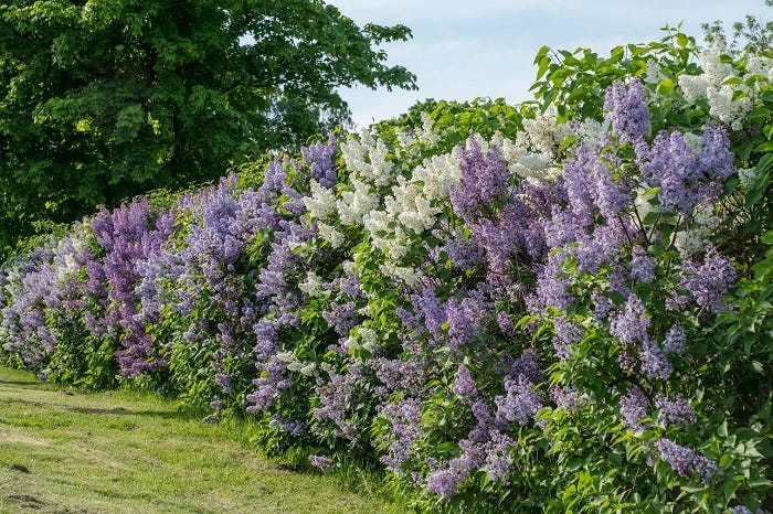 Lilac Symbolism in Art, Poetry, and Culture