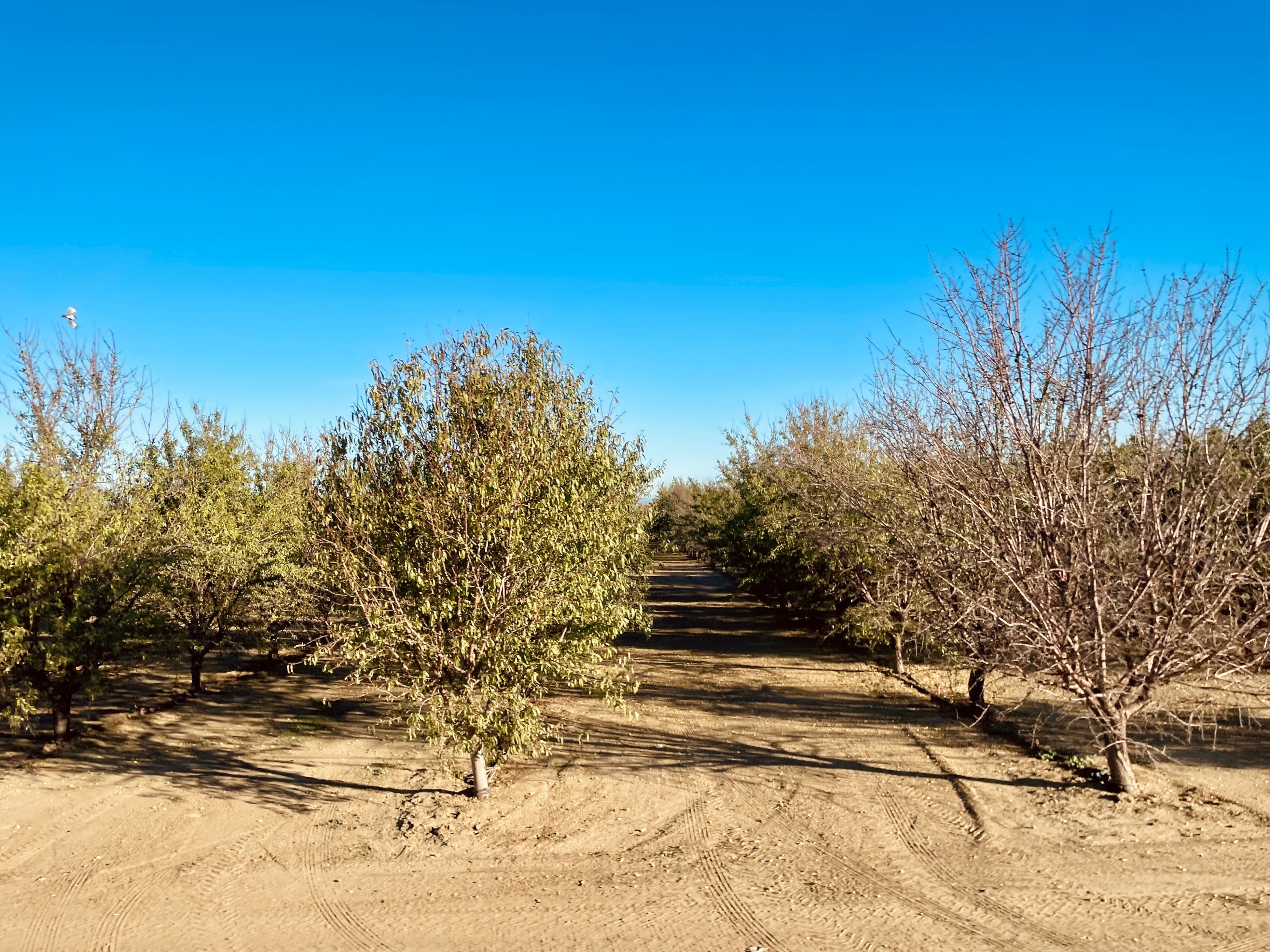 From Field to Fiber: Inside California's Sustainable Cotton Revolution