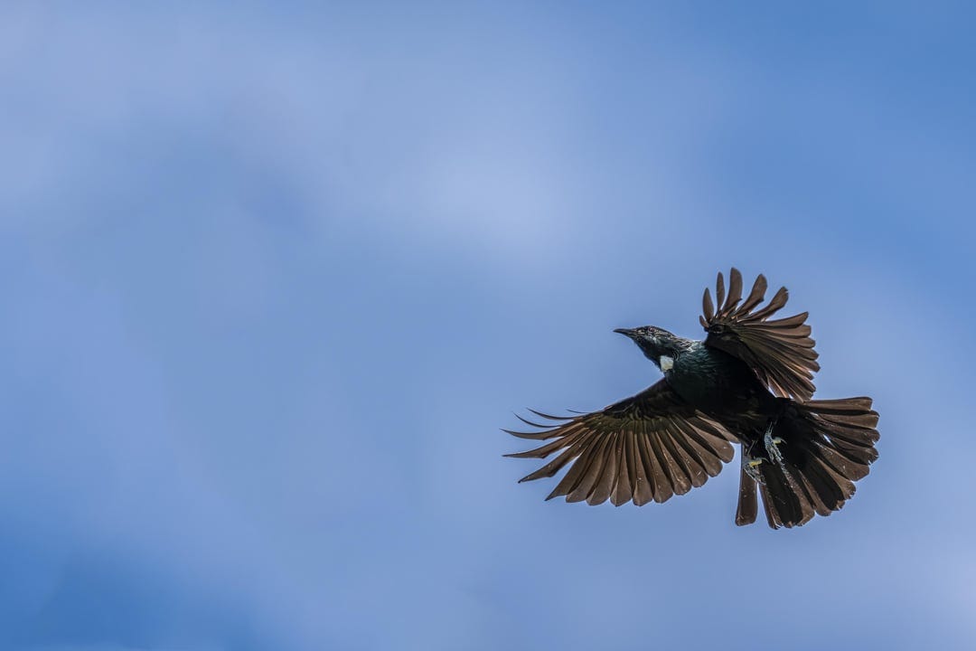 Mountain Tūī's 1 & Taking A Break - Mountain Tūī