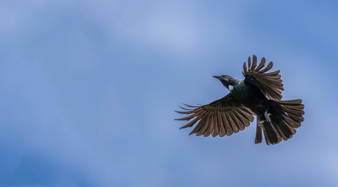 Comments - Mountain Tūī's 1 & Taking A Break
