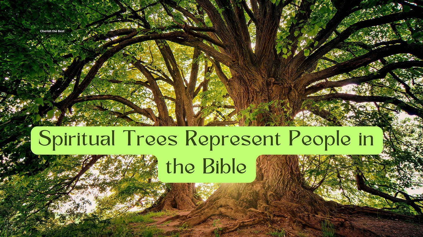 what does a forest represent