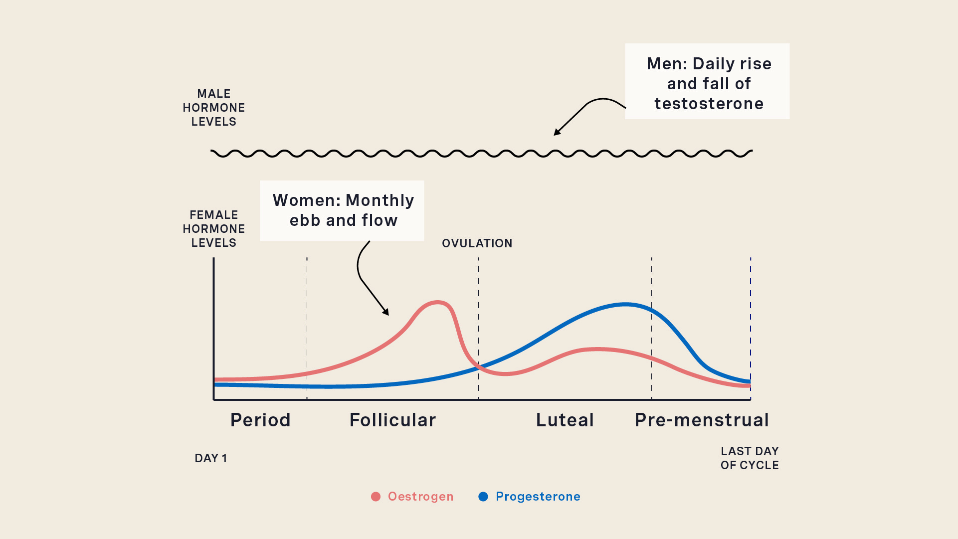 female hormone cycle chart