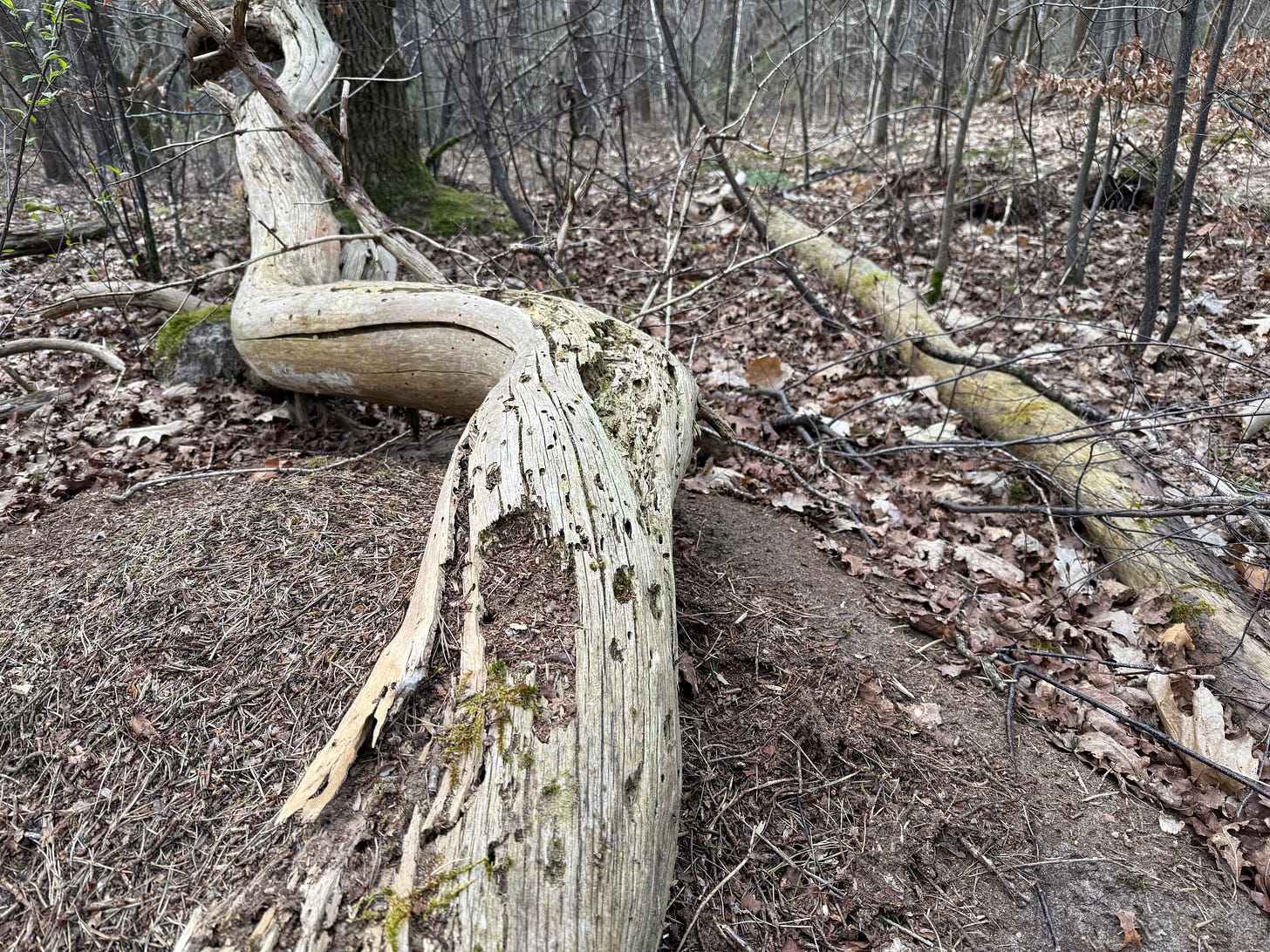 why do tree trunks twist