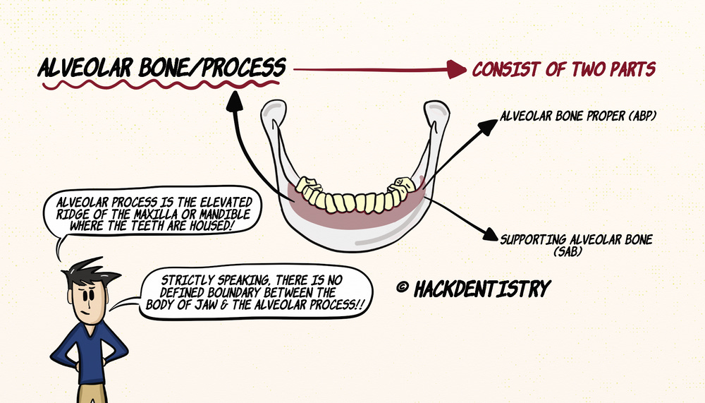 Structure of Alveolar bone (Note & Video)